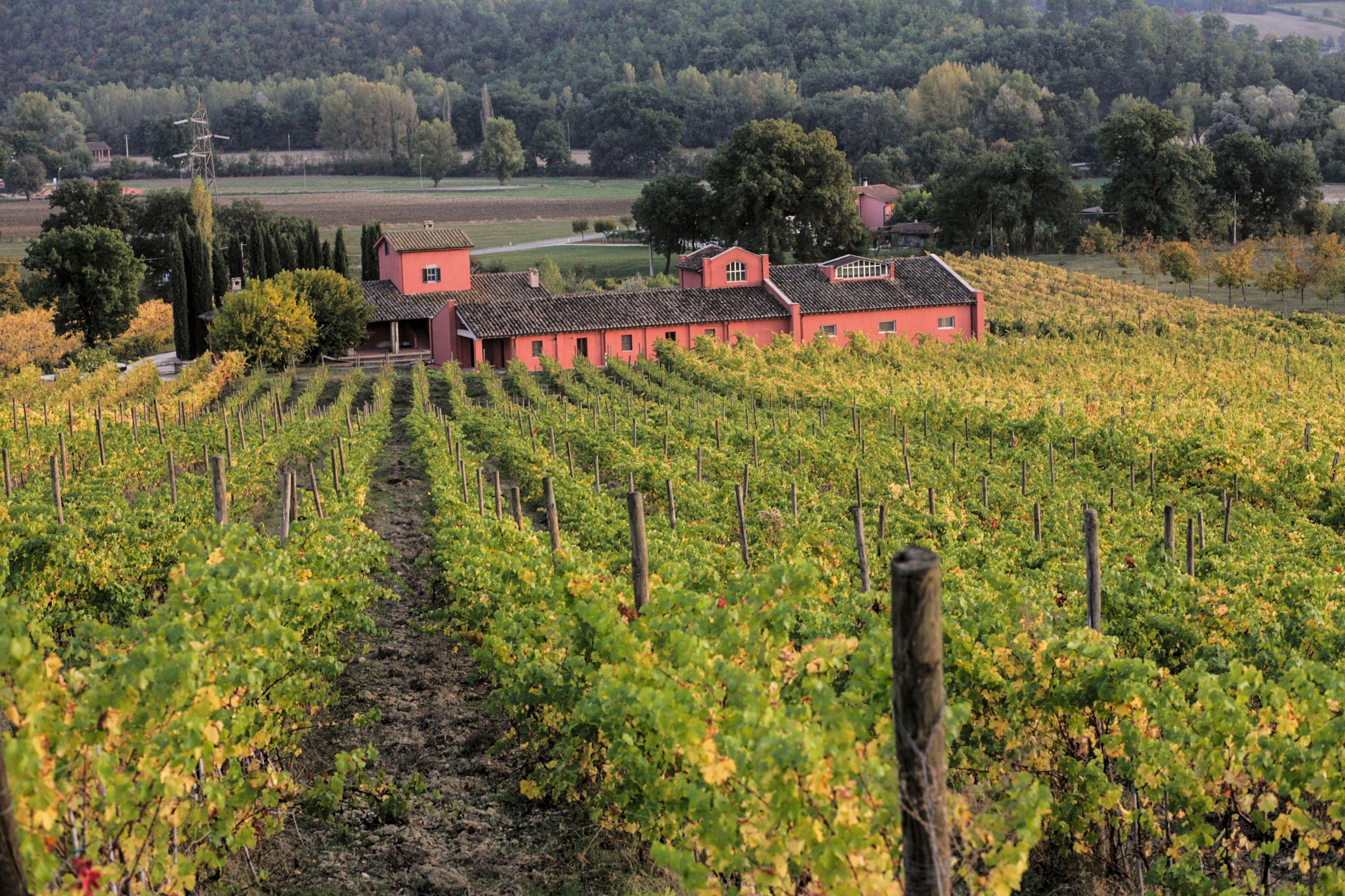Il metodo ancestrale negli spumanti. Intervista a Stefano Grilli ...